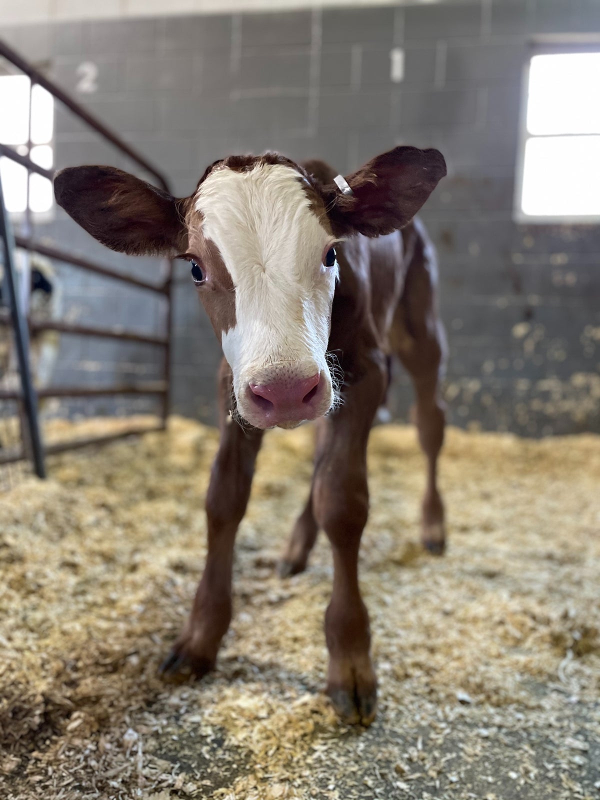 Home | Harper Livestock LLC