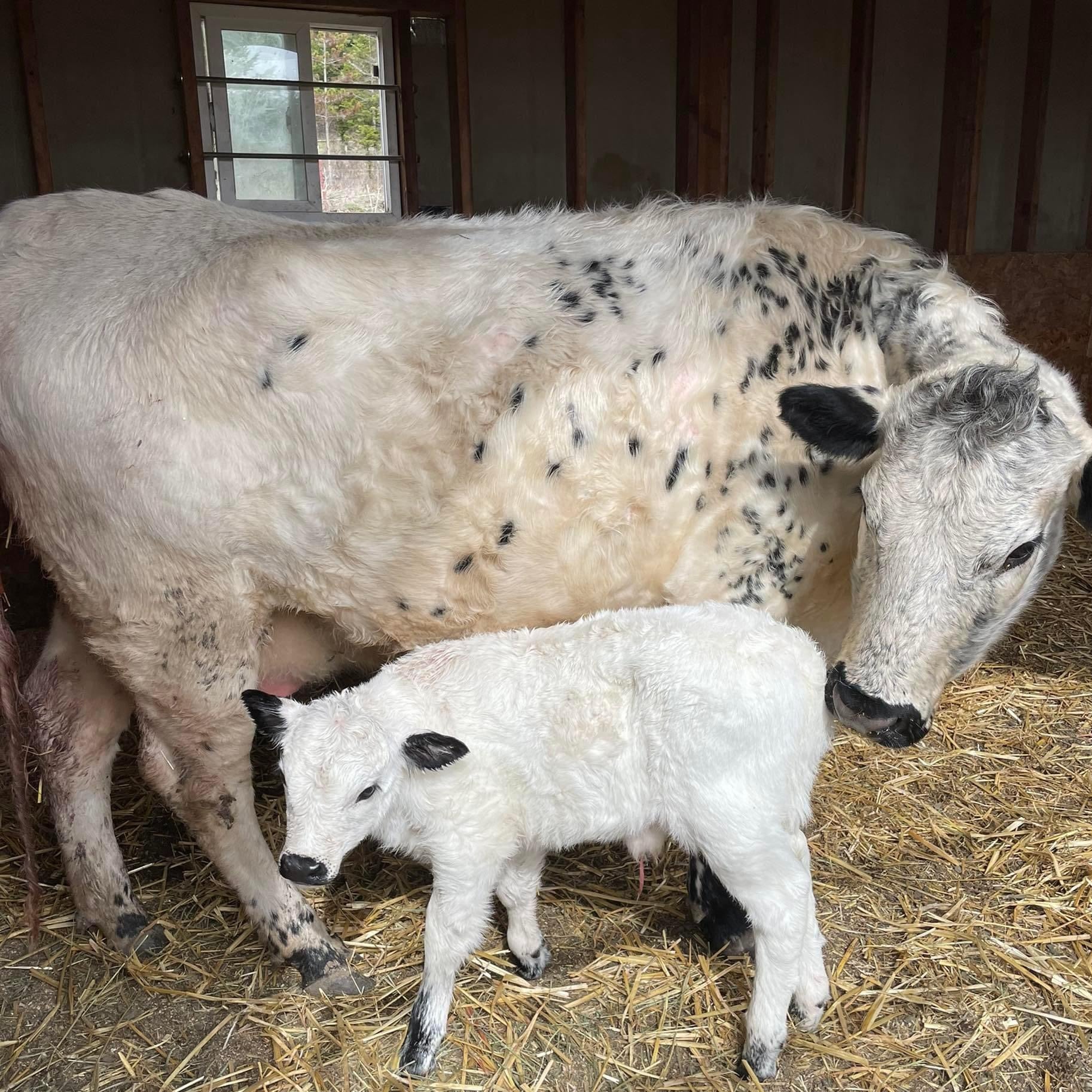 Home | Harper Livestock LLC