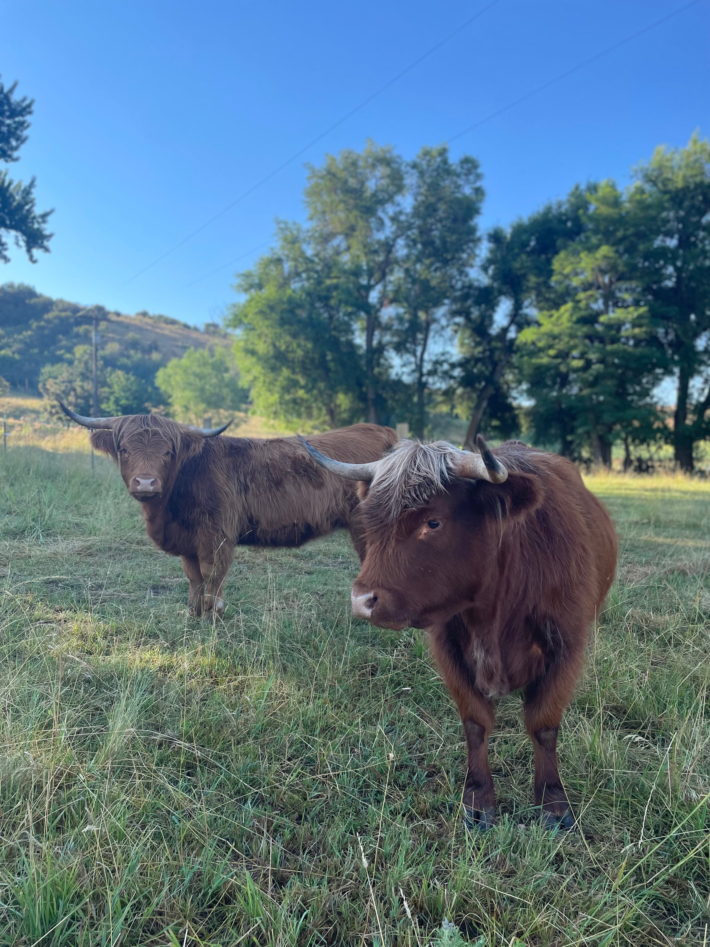 Home | Harper Livestock LLC