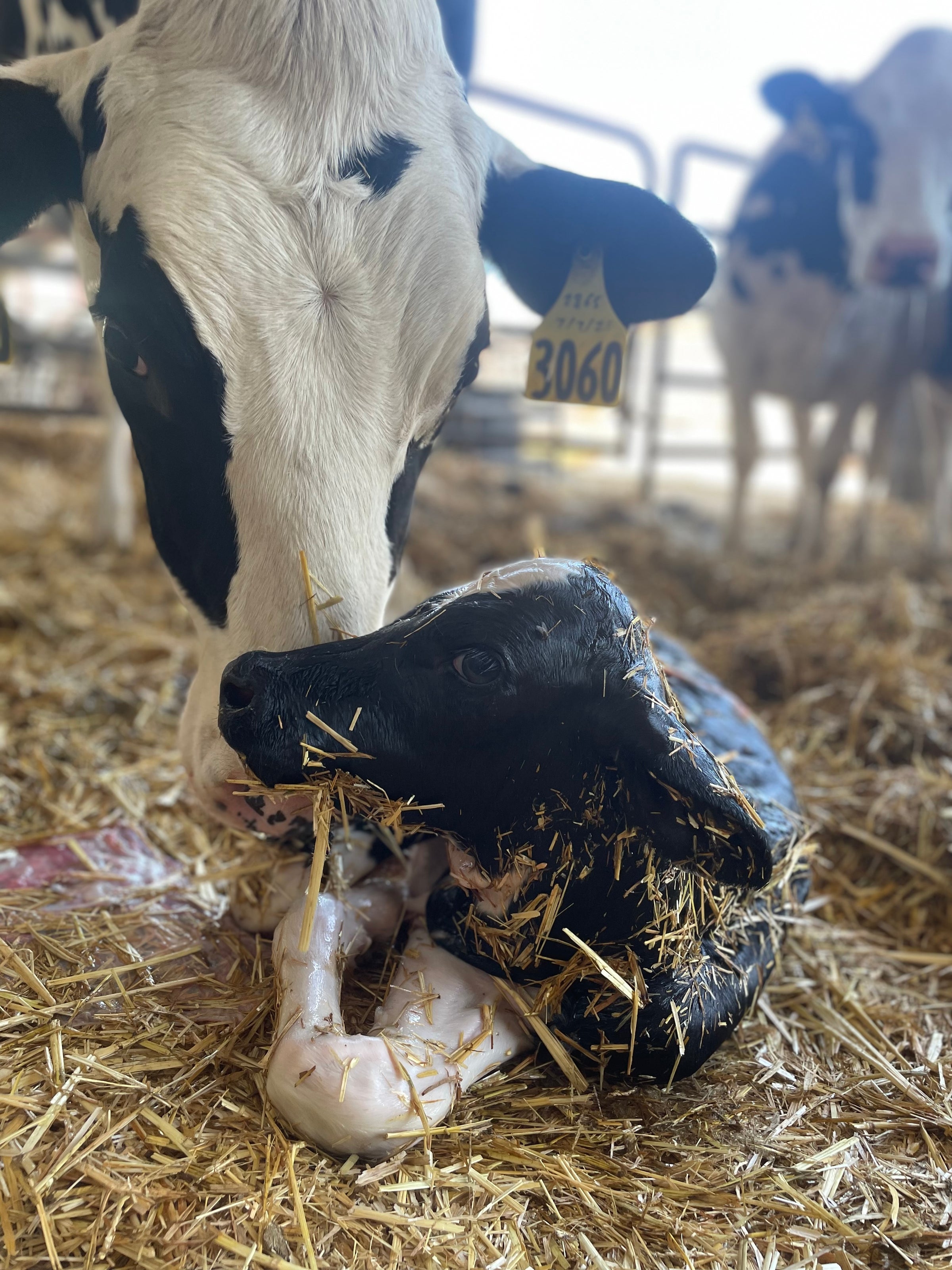 Home | Harper Livestock LLC